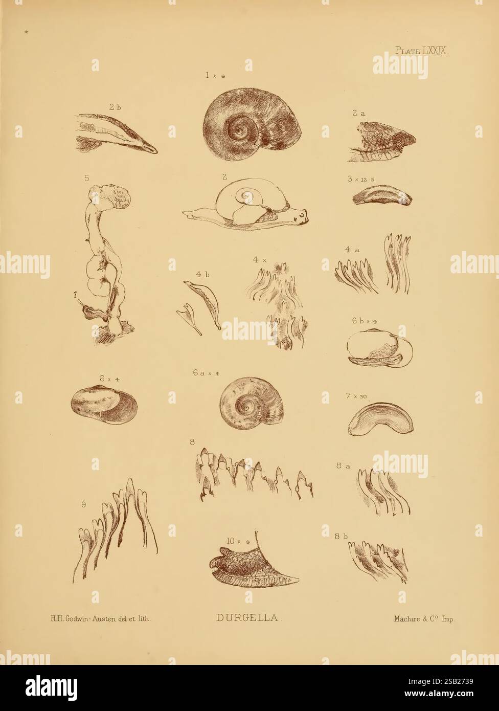 Land Freshwater Mollusca India London, Taylor and Francis, 1882-, Asia ...