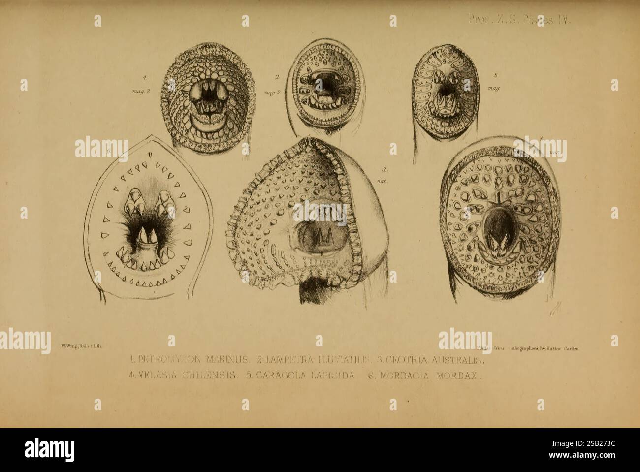 Proceedings of the Zoological Society of London, London, Academic Press ...