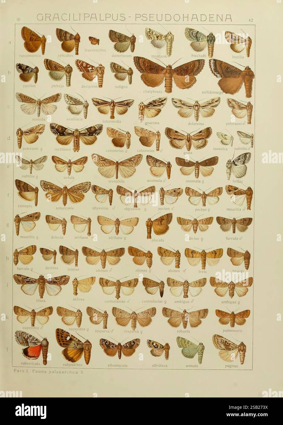 The Macrolepidoptera of the world. v.3. plates Stuttgart, Seitz'schen ...