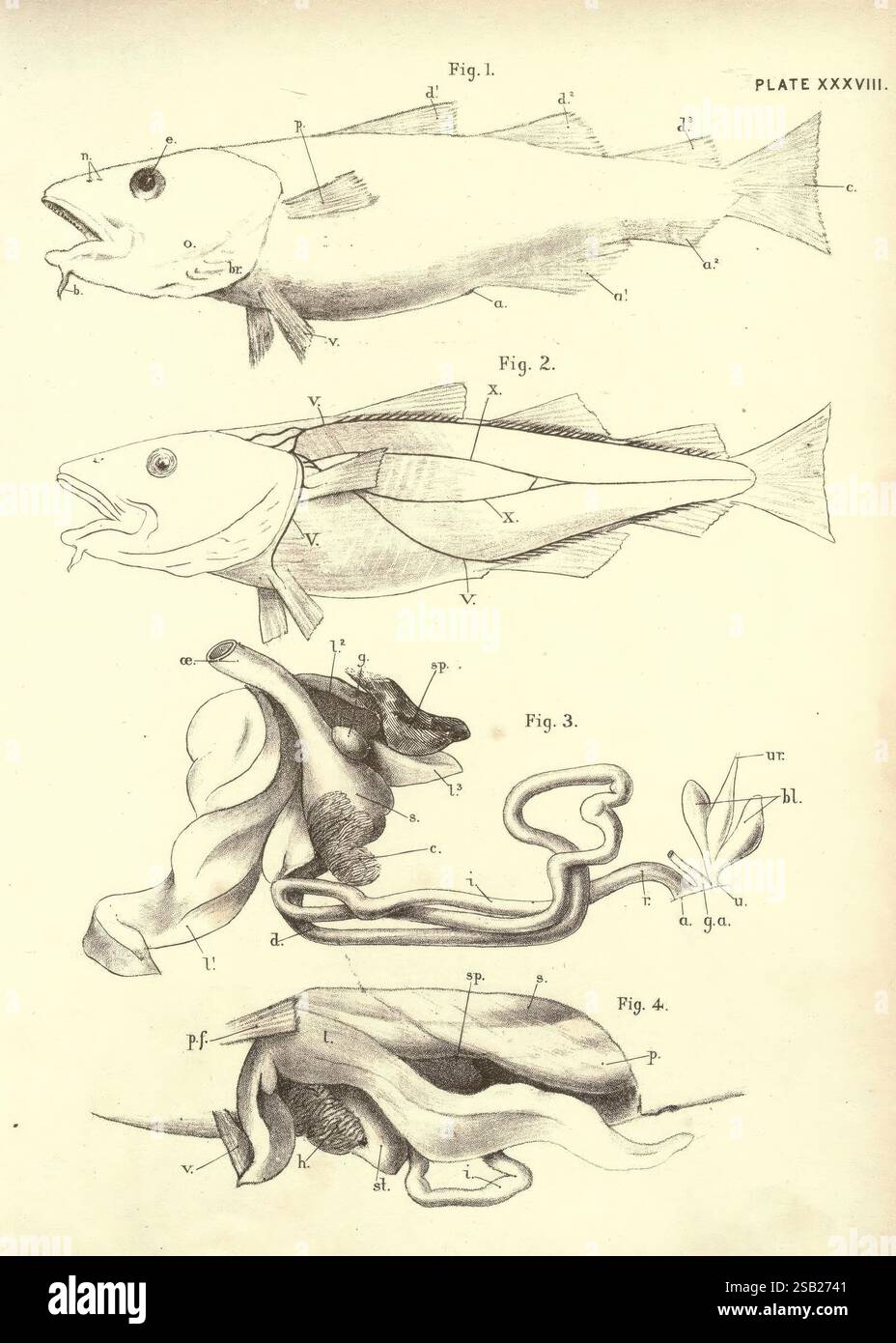 Illustrations of zoology: invertebrates, vertebrates Edinburgh Y. J ...