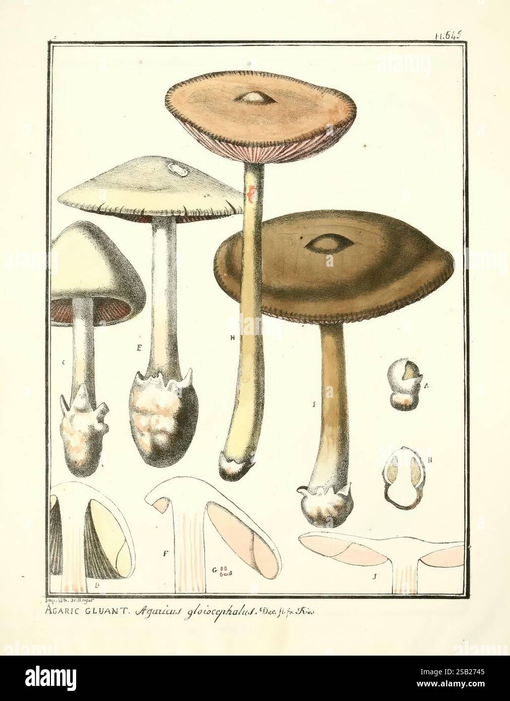 Key anatomical details hi-res stock photography and images - Alamy