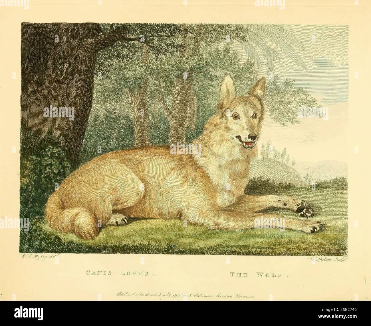 Musei Leveriani explicatio, anglica et latina London, Impensis Jacobi ...