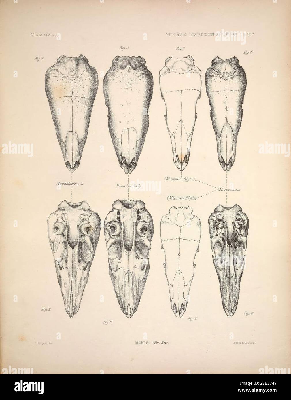 Anatomical, and, zoological, researches, v.2, 1878, China, zoology ...