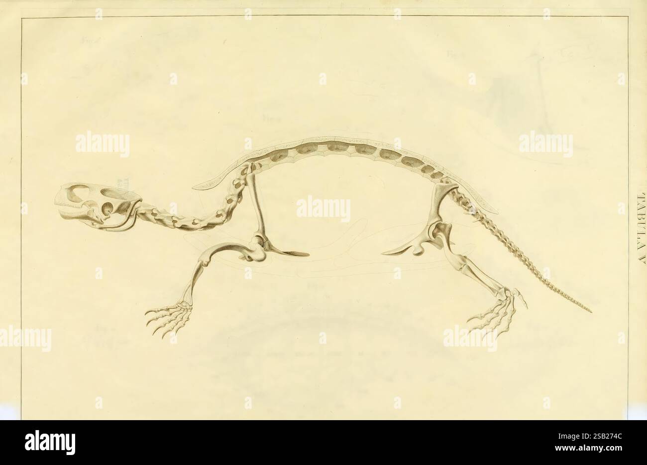 Context of skeletal anatomy hi-res stock photography and images - Alamy