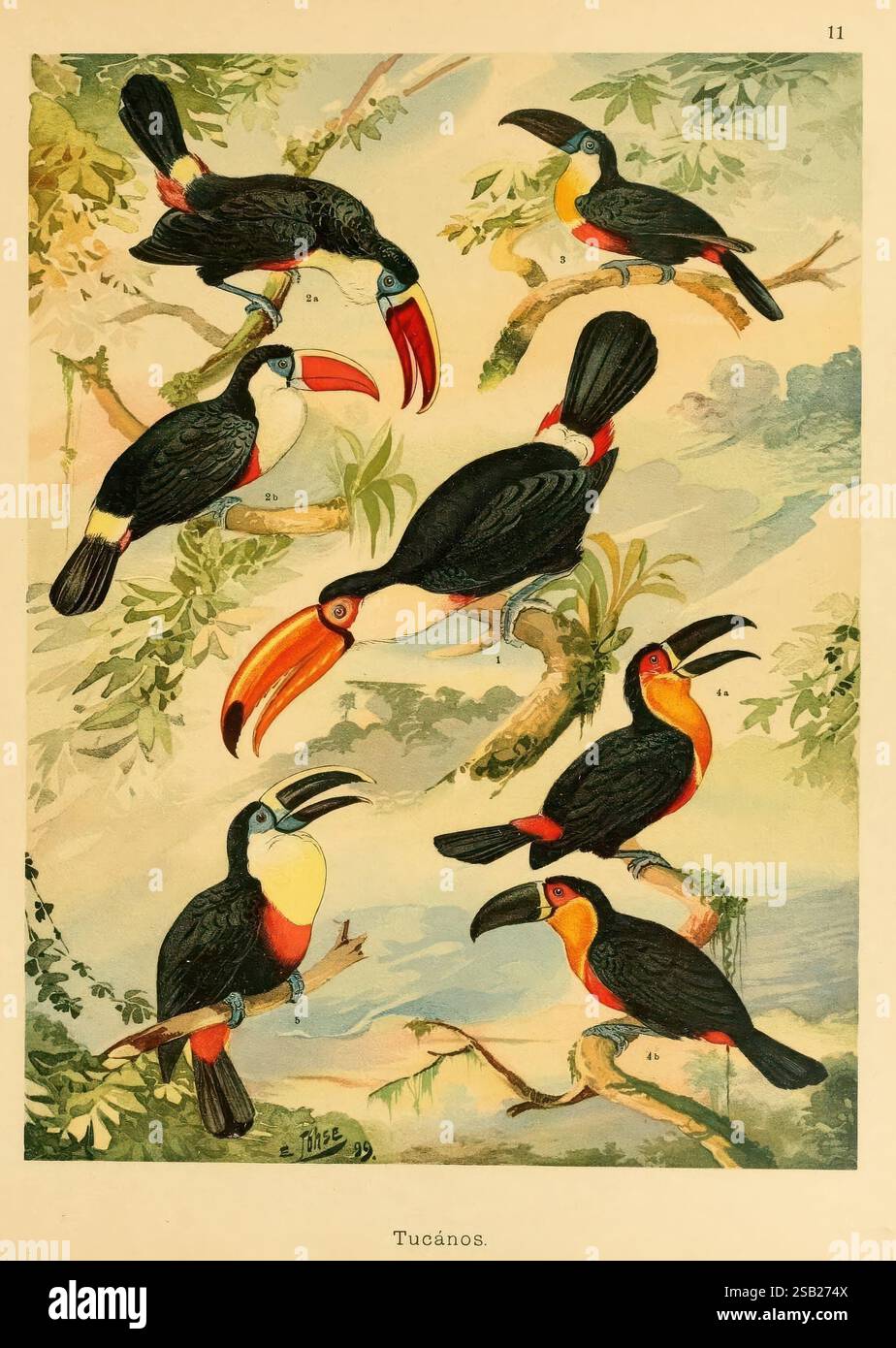 Album de aves amazonicas, Zürich, Impressão do Instituto Polygraphico a ...