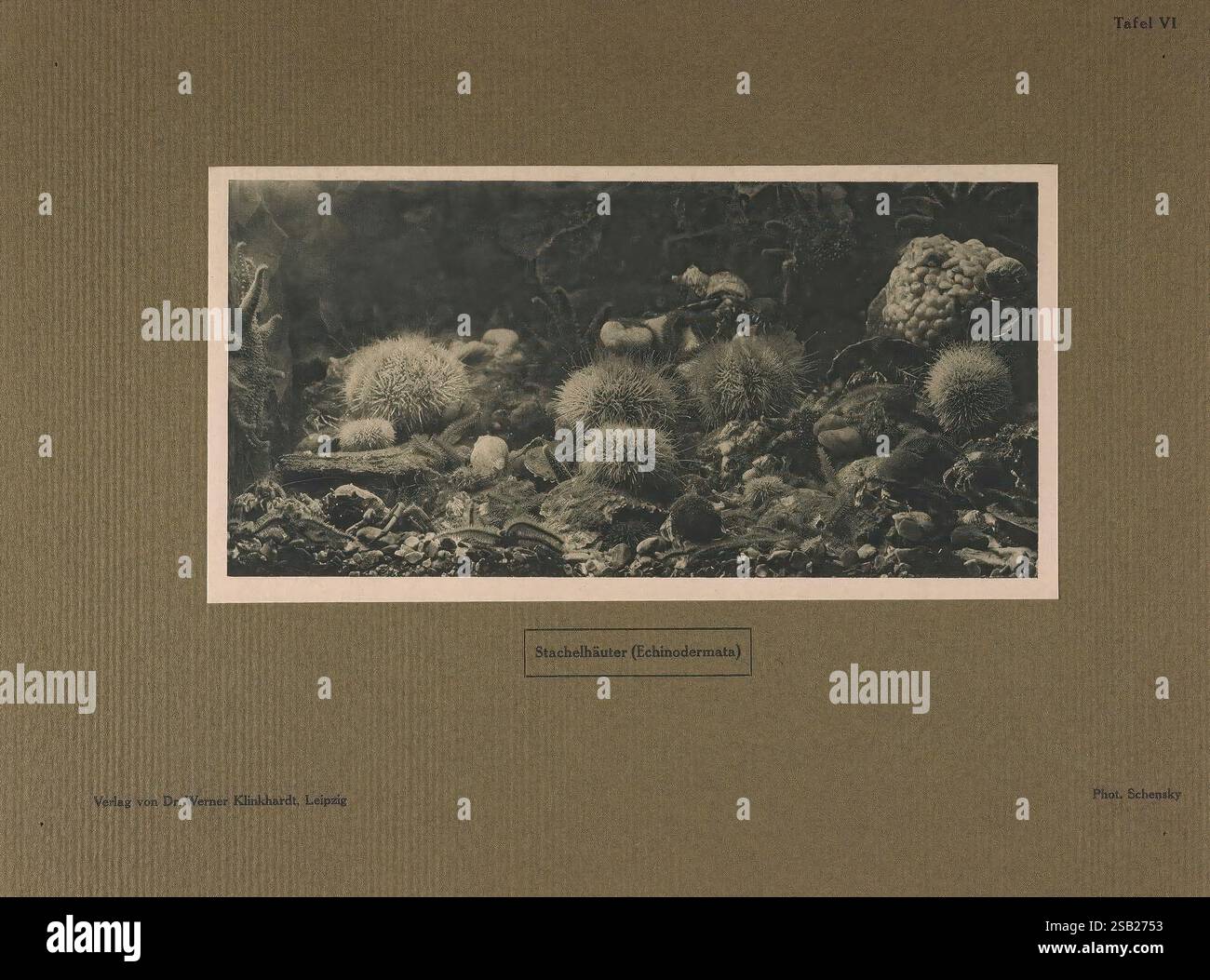 Diverse underwater ecosystem filled hi-res stock photography and images ...