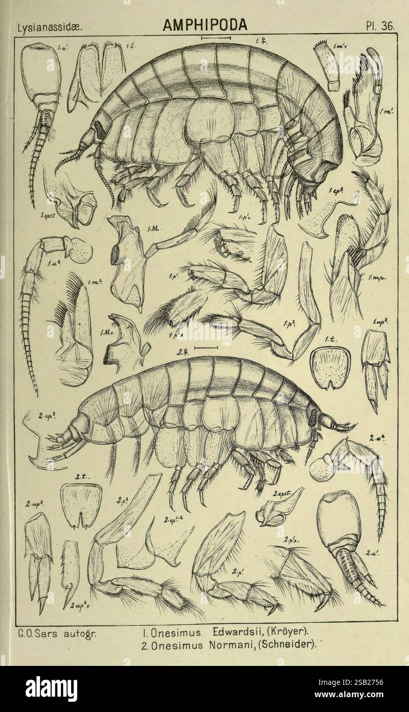 An account of the Crustacea of Norway Amphipoda plates, Christiania, A ...
