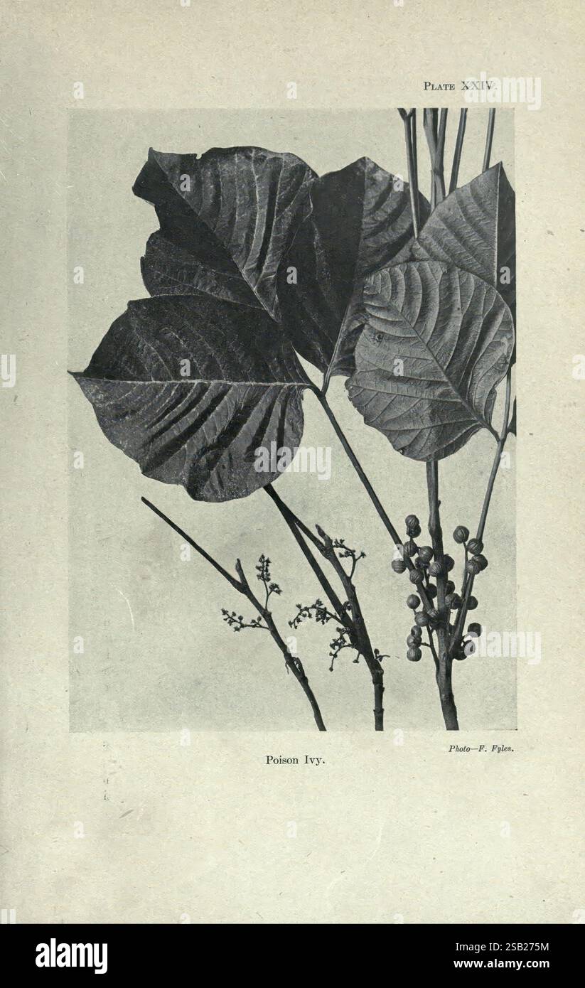 Principal, Poisonous, Plants, of, Canada, Ottawa, Dept, of, Agriculture ...