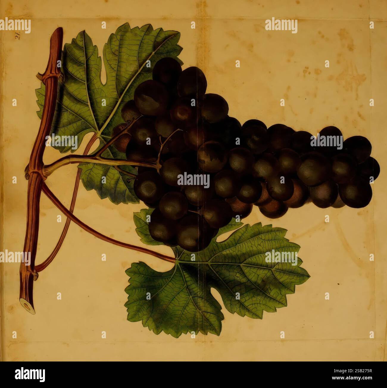 The, Pomological, magazine, London, J, Ridgway, Great Britain, grape ...