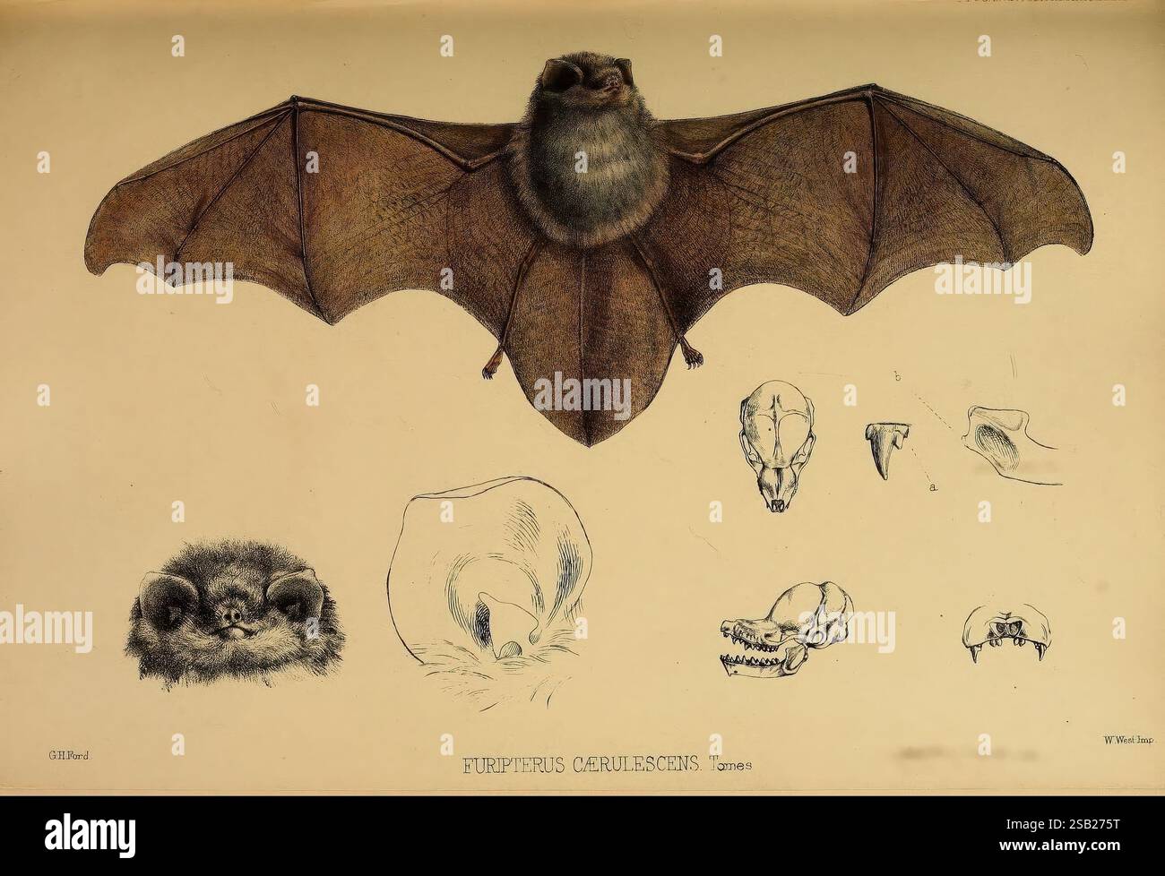 Proceedings of the Zoological Society of London, London, Academic Press ...