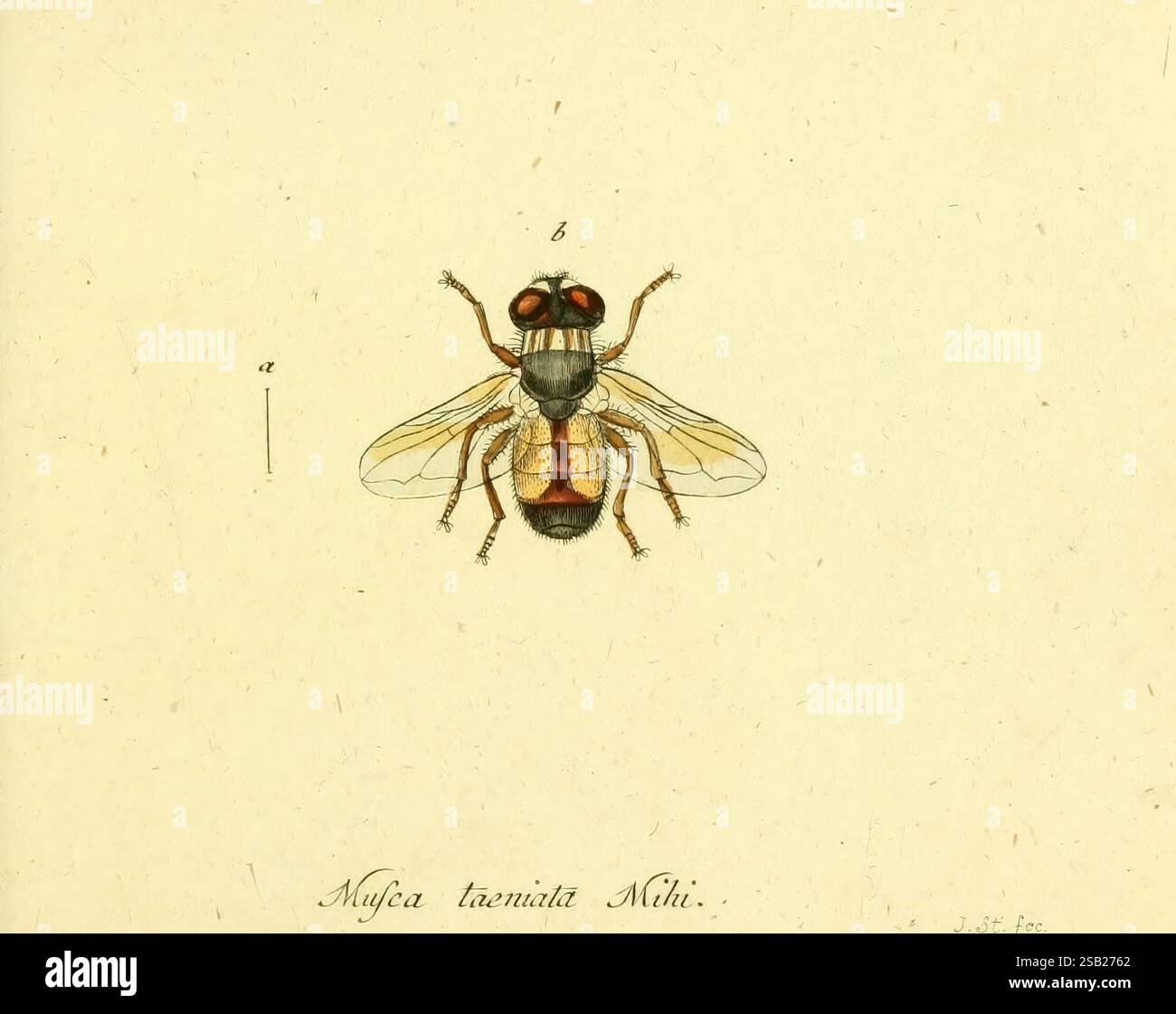 Head displays prominent compound eyes hi-res stock photography and ...