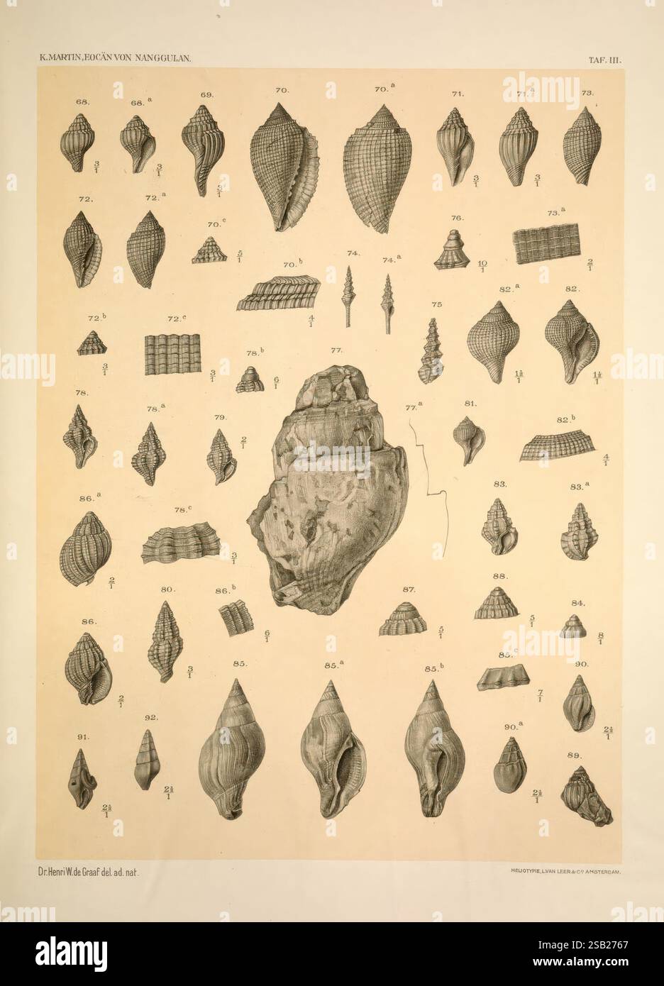 1914 1915 indonesia java paleontology eocene rhizopoda gastropod hi-res ...