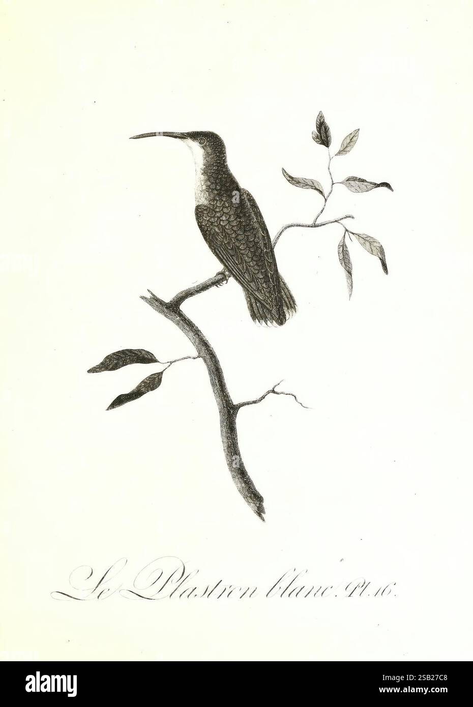 Trochilus pectoralis hi-res stock photography and images - Alamy