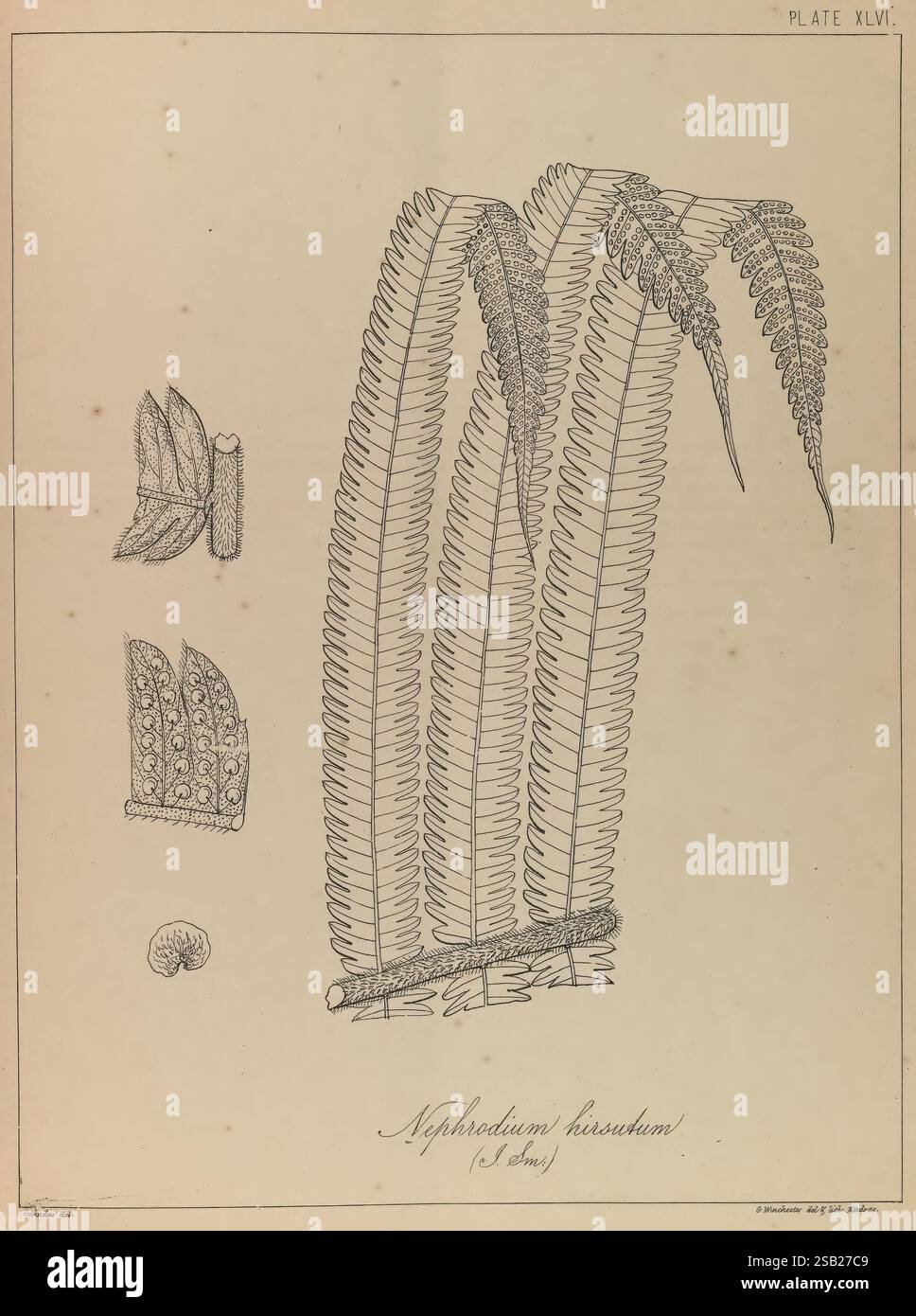 The ferns of British India, Madras, 1866, India, Pteridophyta, The ...