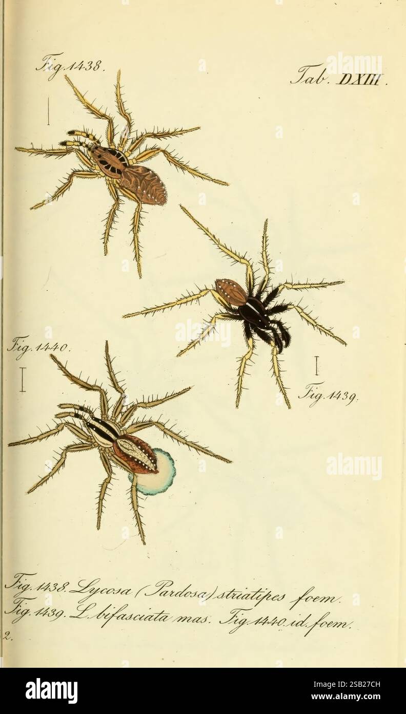 Various spider species depicted hi-res stock photography and images - Alamy