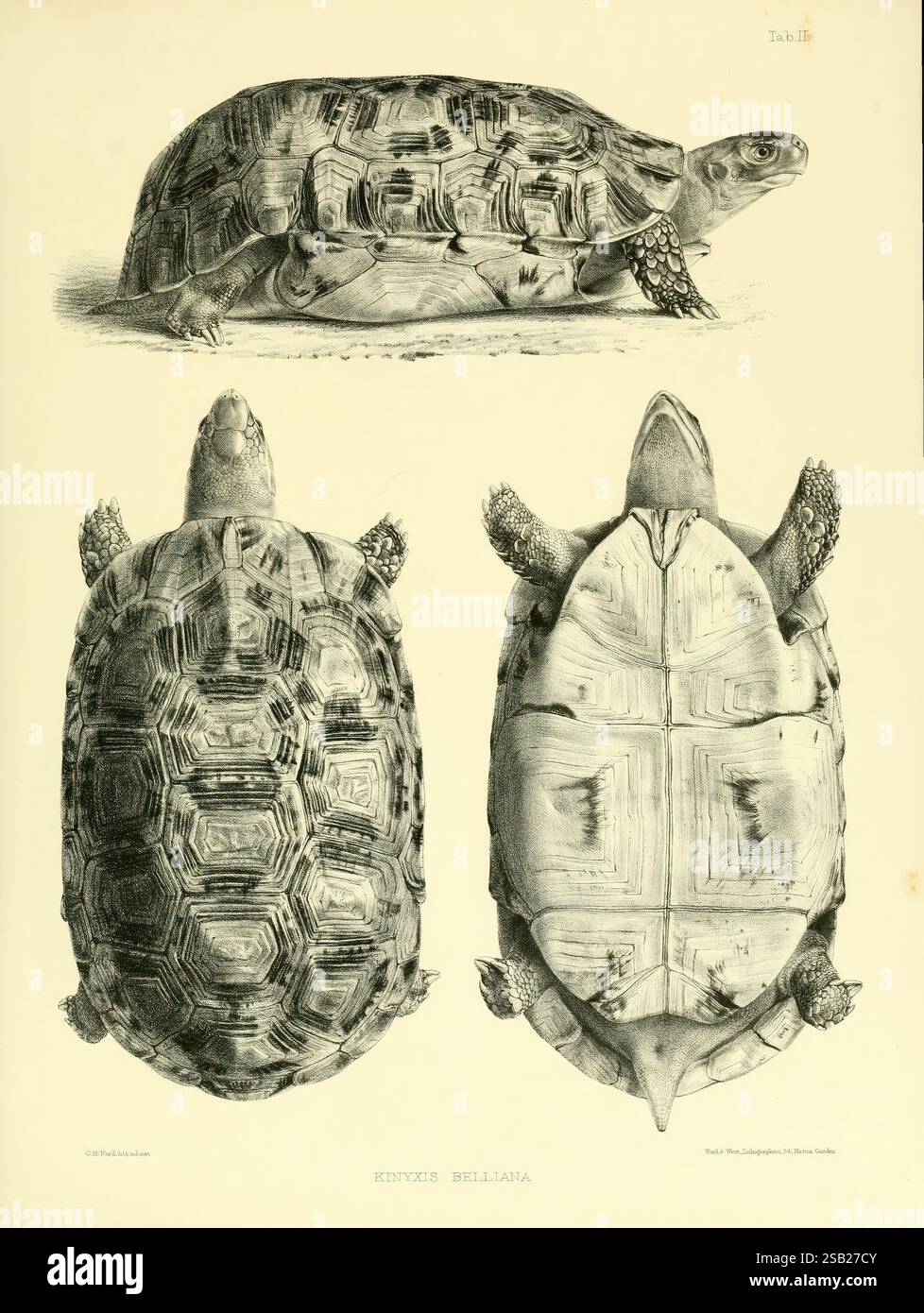 Tortoises underbelly hi-res stock photography and images - Alamy