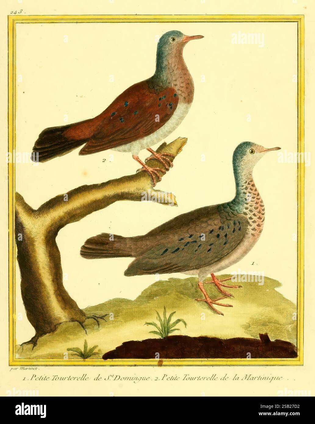 Planches enluminées d'histoire naturelle, Paris?, s.n, 1765-1783 ...