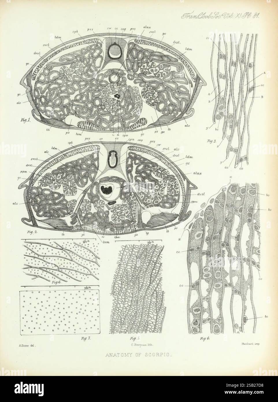 On the muscular and endoskeletal systems of Limulus and Scorpio, n.p ...