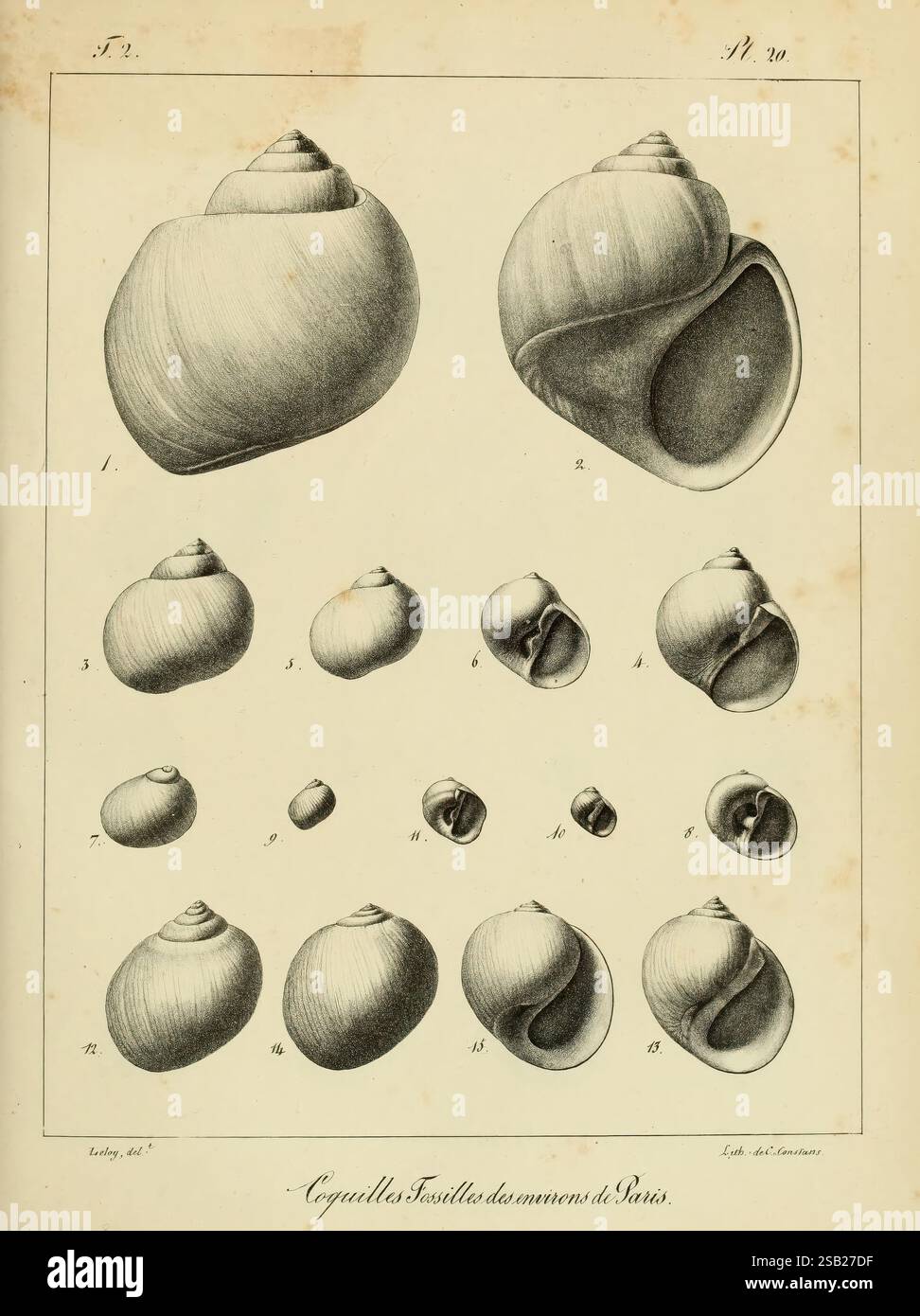 Careful study highlights features hi-res stock photography and images ...