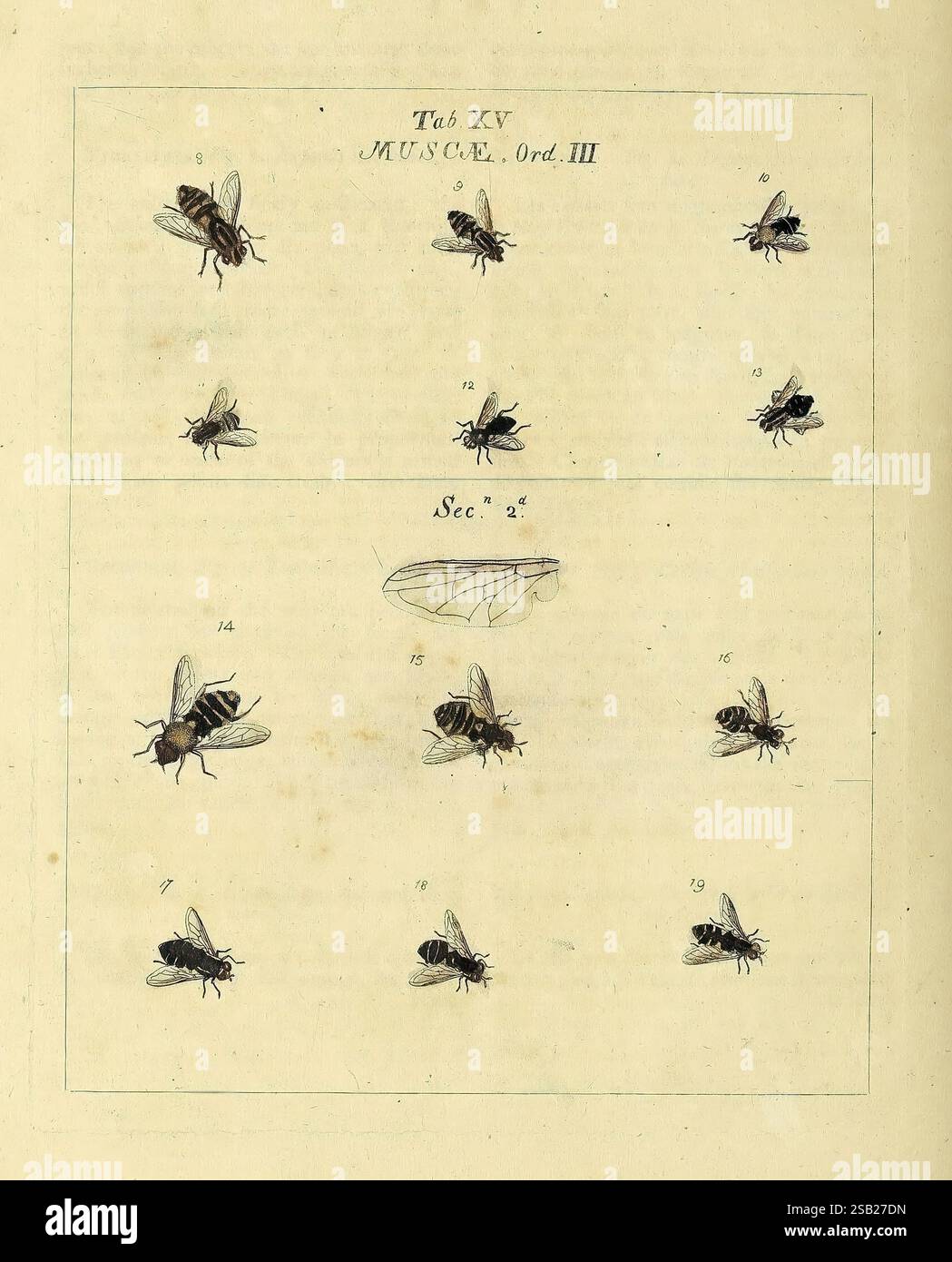 Exposition des insectes que se trouvent en Angleterre, Londres, B ...