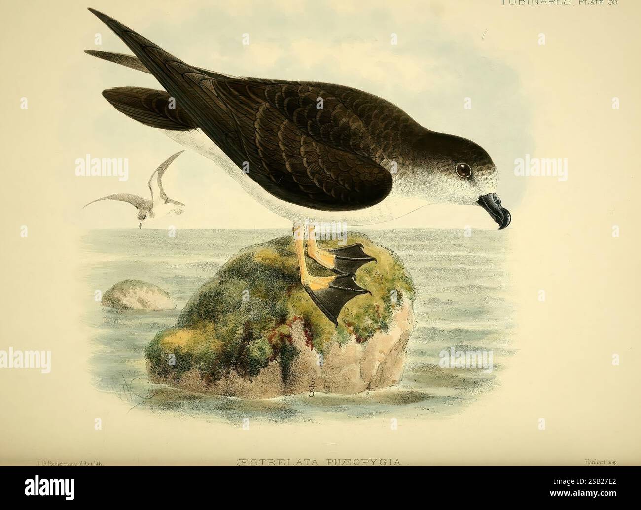 1907 1910 petrels birds hi-res stock photography and images - Alamy