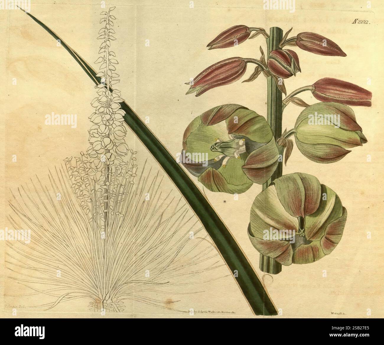 Flowering spikes showcases hi-res stock photography and images - Alamy