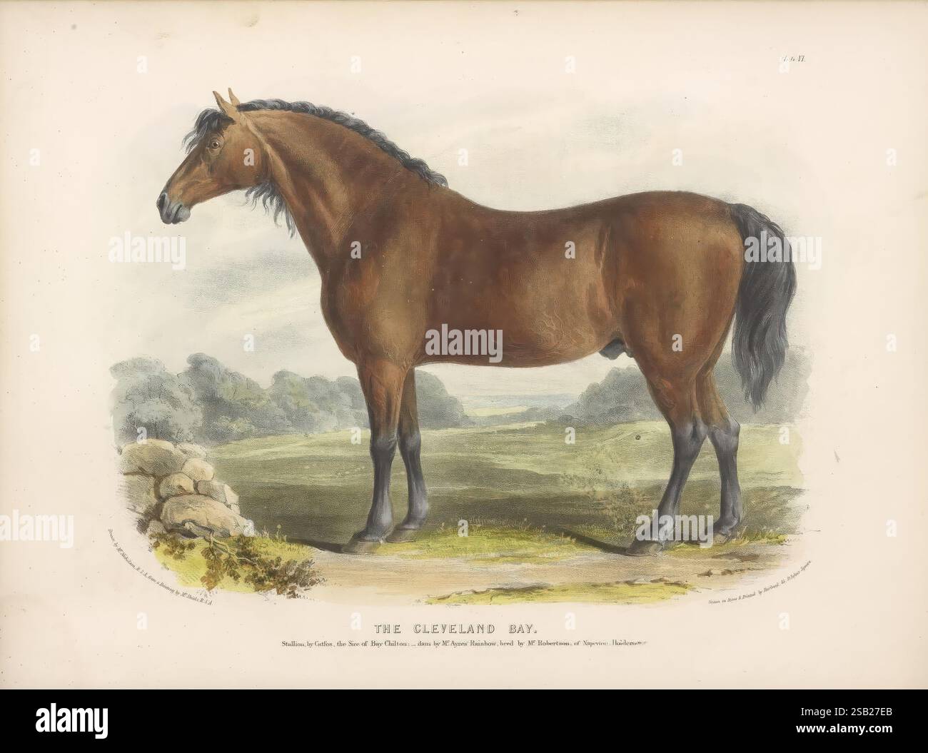 Breeds endurance hi-res stock photography and images - Alamy