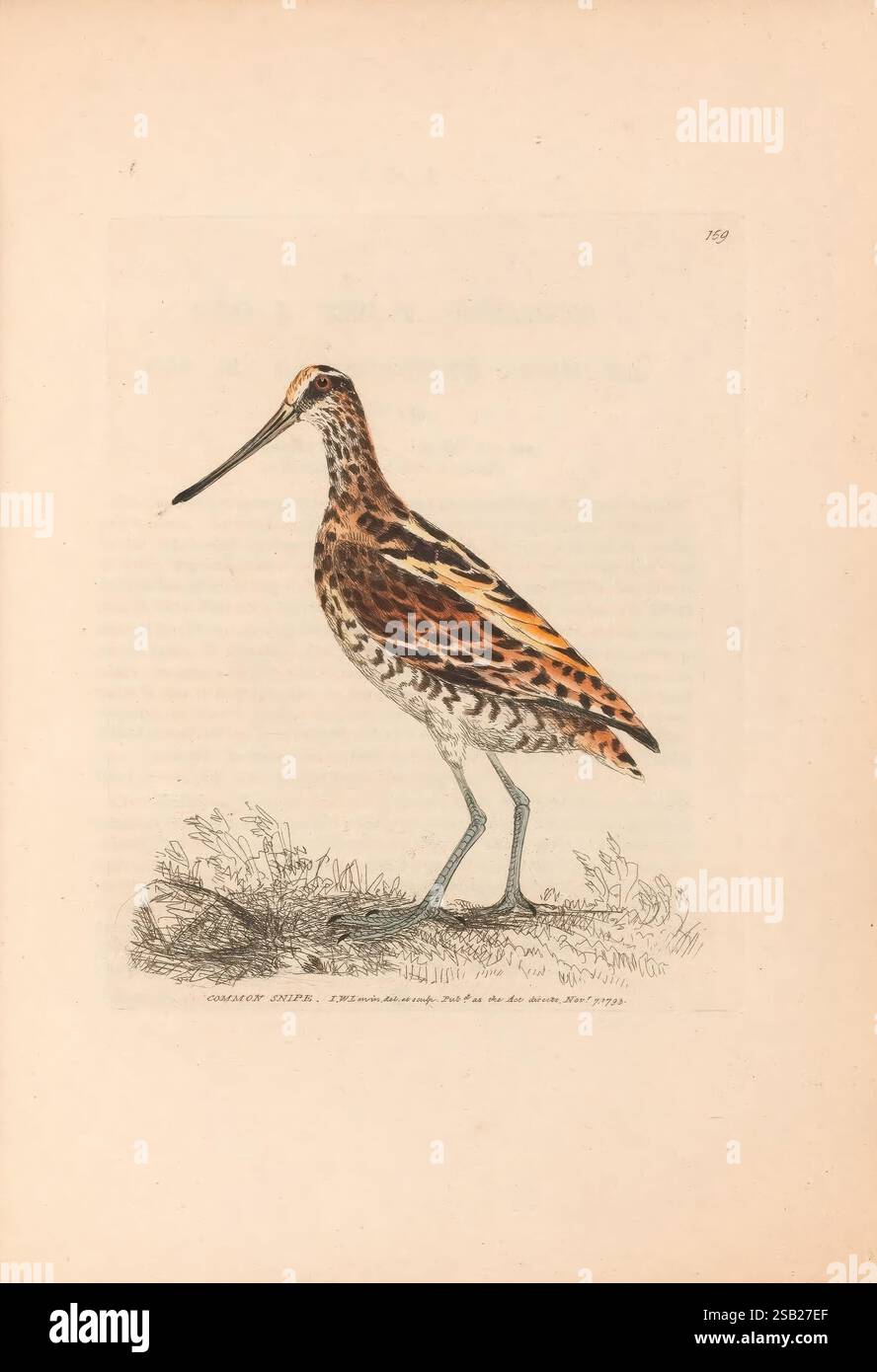 The, birds, of, Great Britain, 1795-1801, Museum, of, Comparative ...