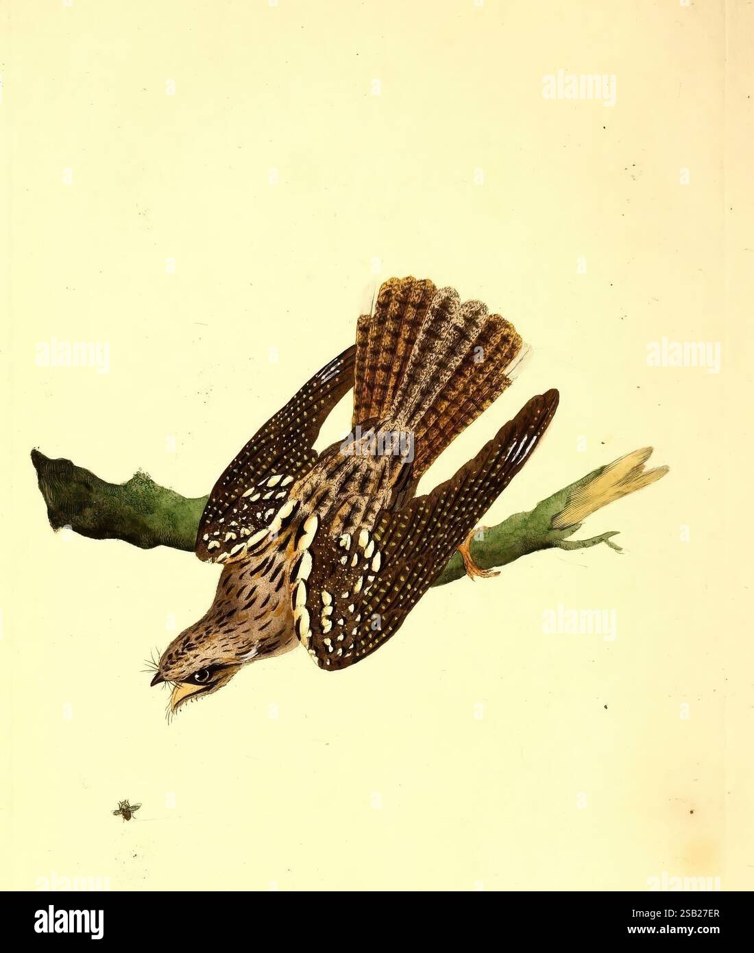 Feather patterns highlight hi-res stock photography and images - Alamy