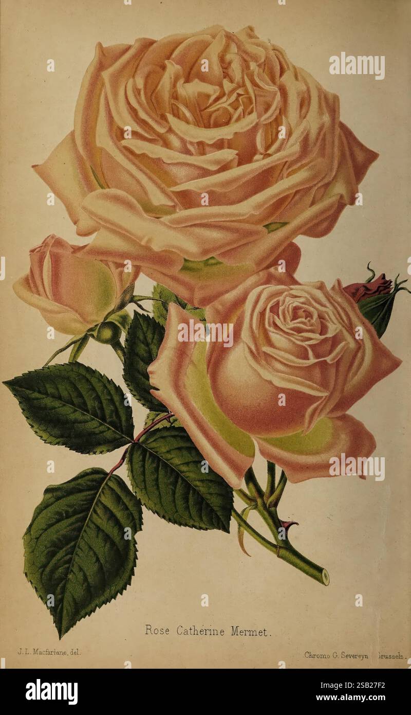 Soft color palette evokes hi-res stock photography and images - Alamy