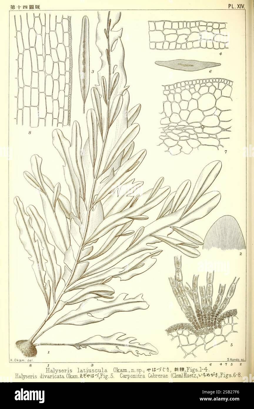 Icones of Japanese algae, Tokyo, Kazamashobo 1907-1942, algae, botany ...