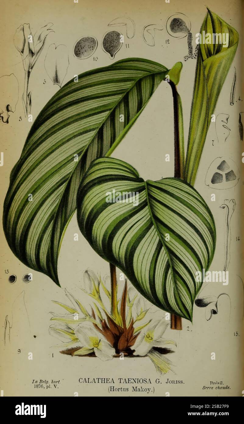 Structural characteristics of various plant forms hi-res stock ...