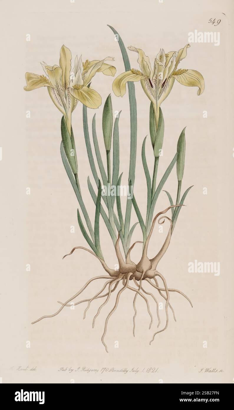 Prominent yellow iris hi-res stock photography and images - Alamy