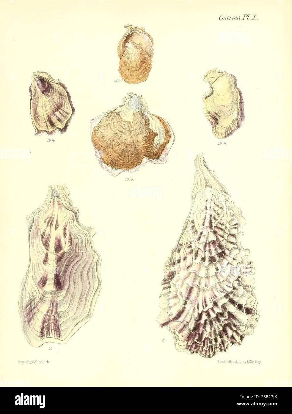 Conchologia Iconica, or Illustrations of the Shells of Molluscous ...