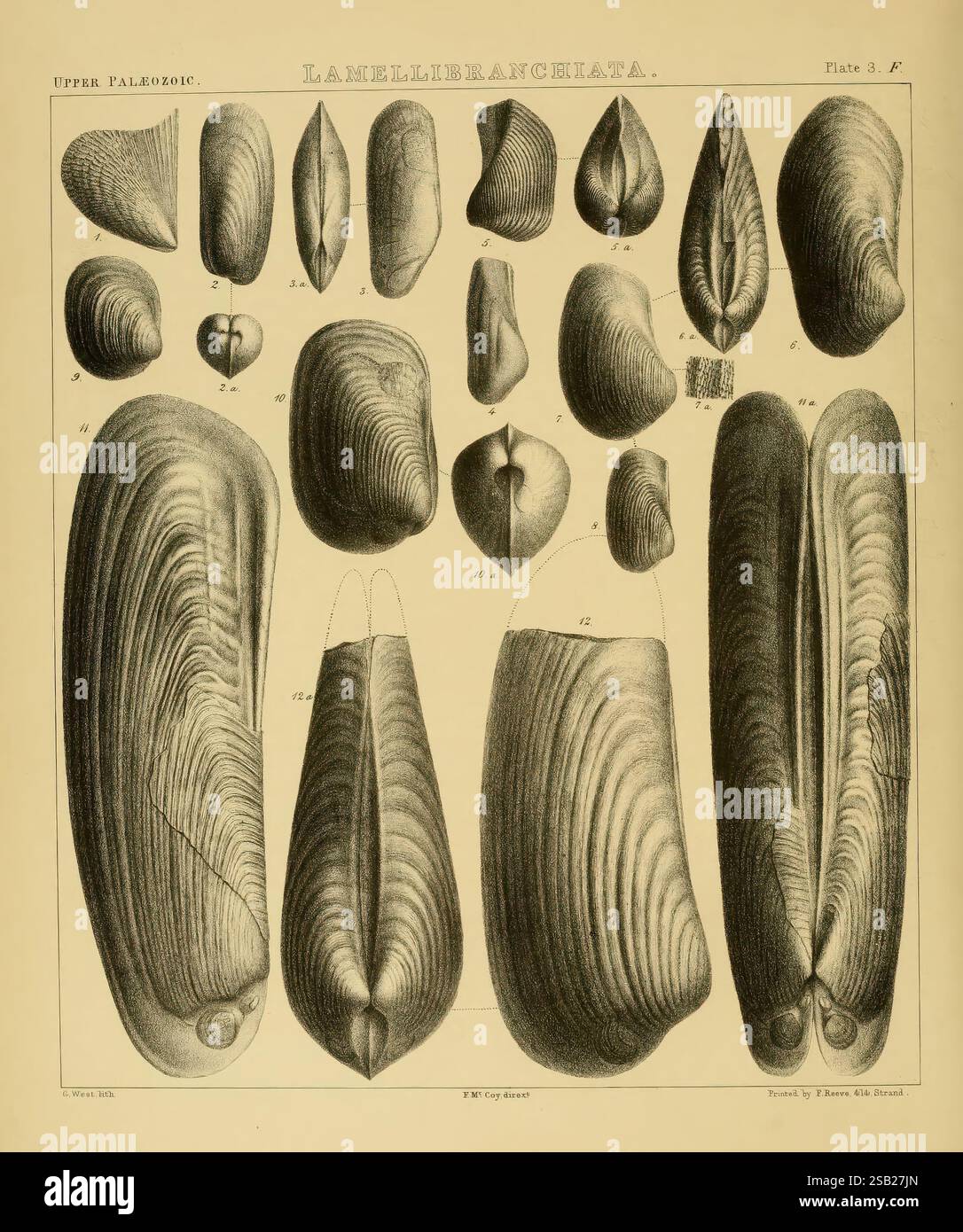 Diverse range of bivalve hi-res stock photography and images - Alamy