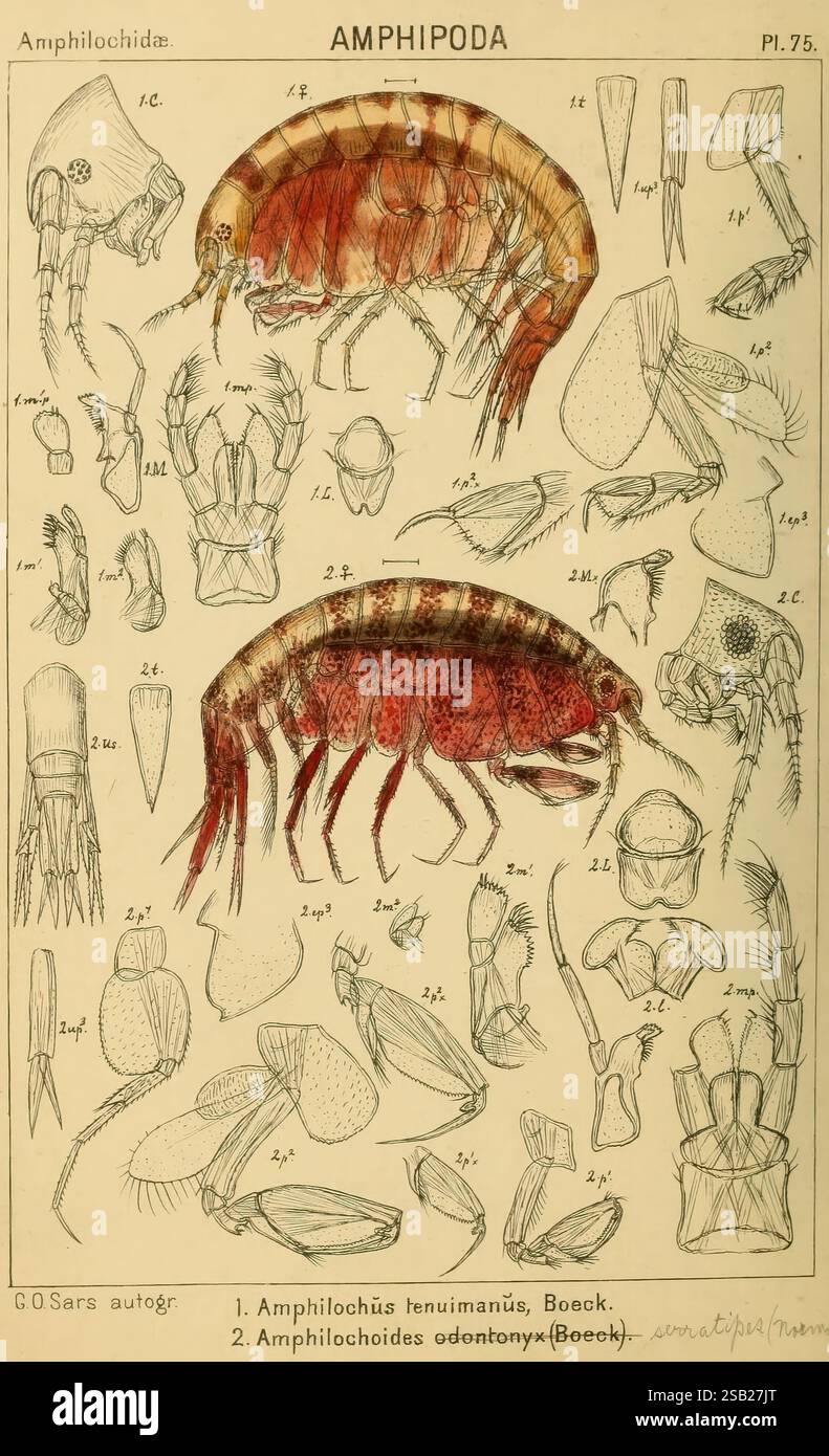 An account of the Crustacea of Norway Christiania, A. Cammermeyer, 1895 ...