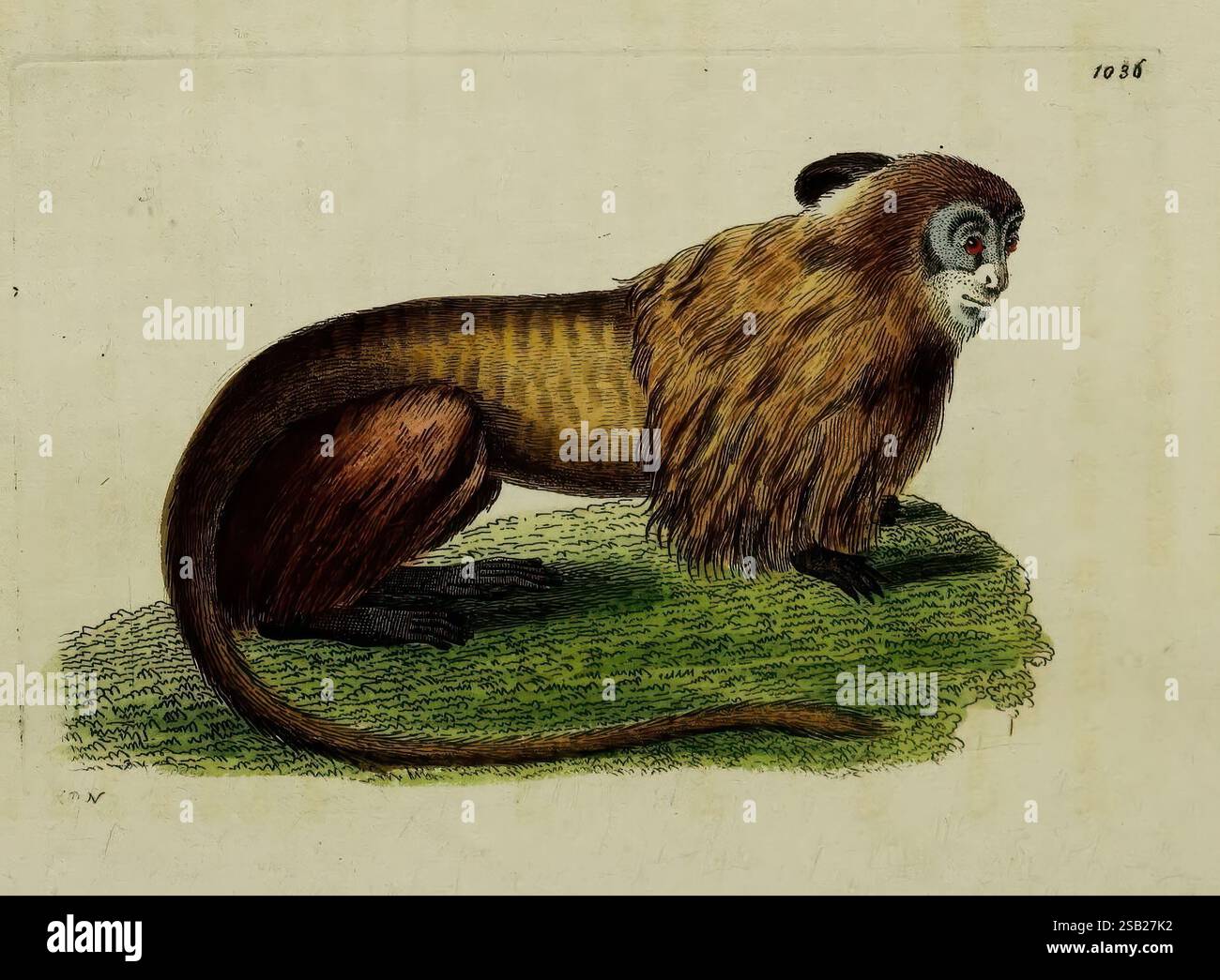 Tail curves elegantly hi-res stock photography and images - Alamy