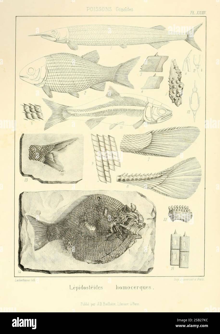 Includes labeled fish profiles hi-res stock photography and images - Alamy