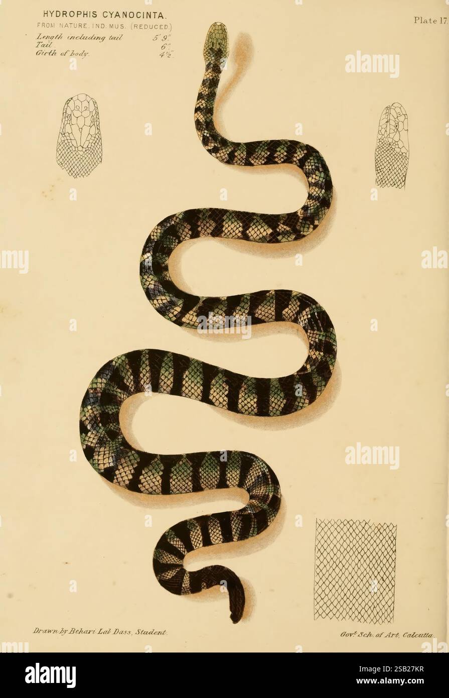 The, poisonous, snakes, of, India, London: J. & A. Churchill, 1878 ...
