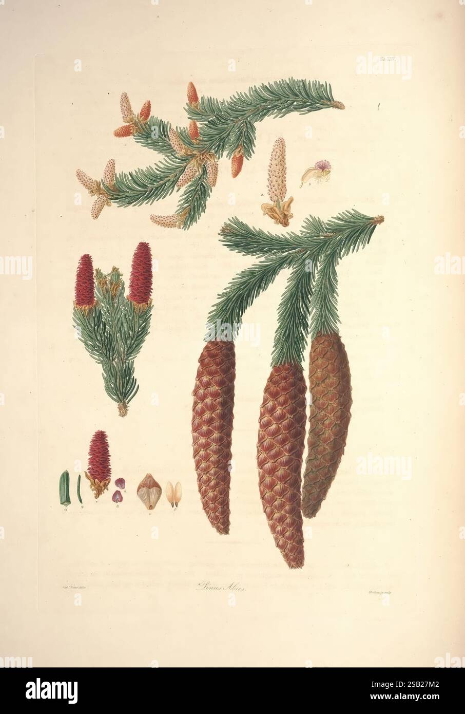 Elongated male cones hi-res stock photography and images - Alamy