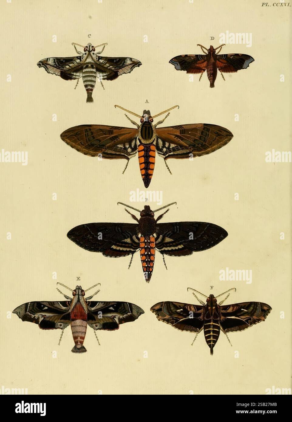 Display features seven distinct moths hi-res stock photography and ...