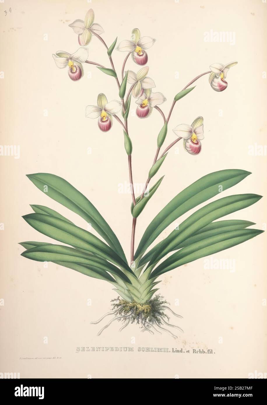 Lively growth aspect hi-res stock photography and images - Alamy