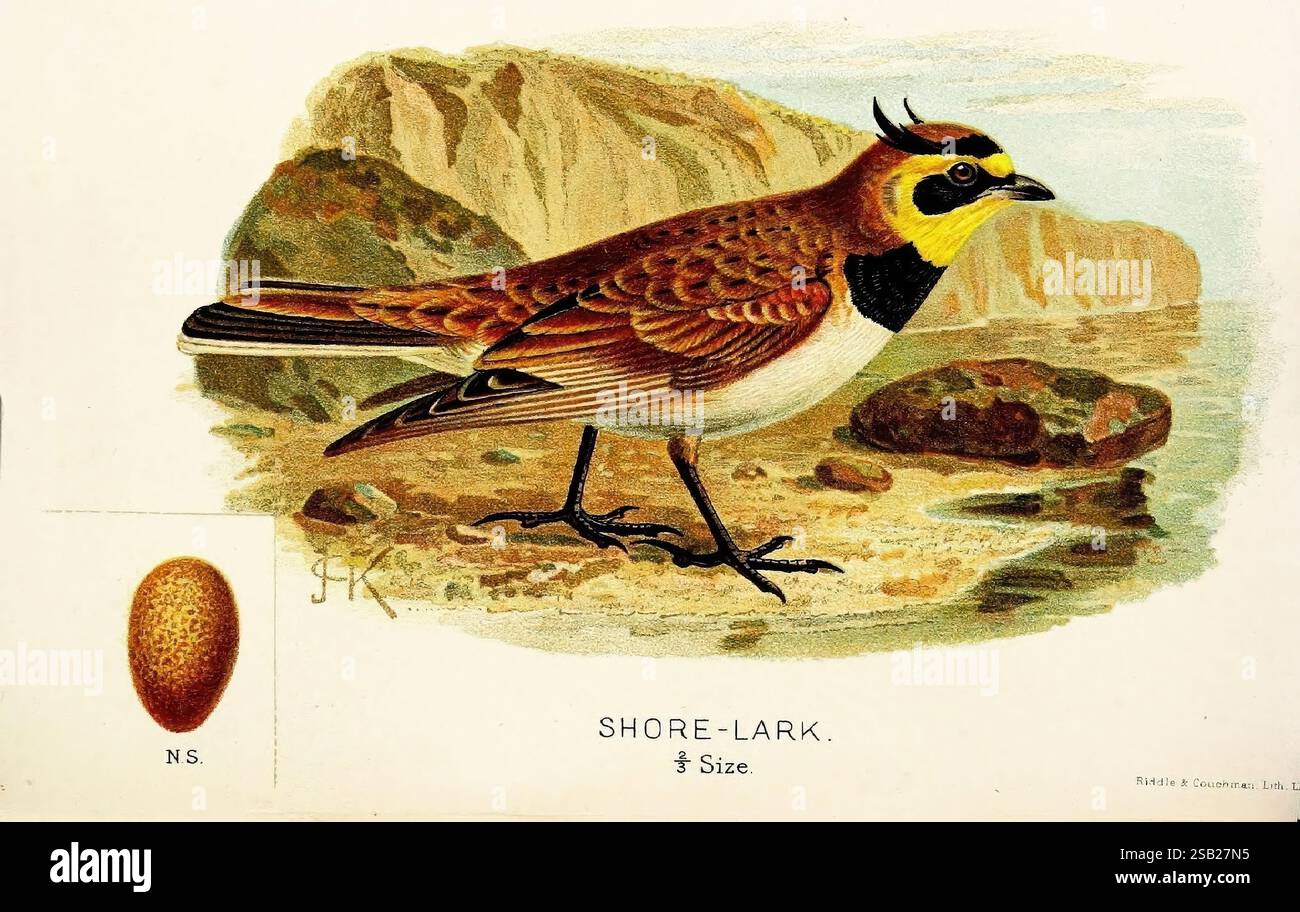 A chapter on birds, London, E. & J.B. Young, 1895, Great Britain, birds ...