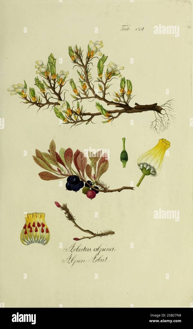 Stylized root system hi-res stock photography and images - Alamy