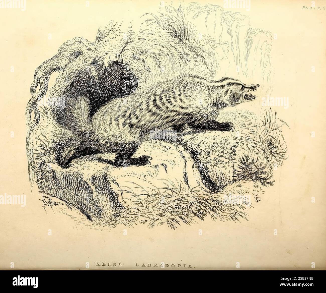 Labradorian hi-res stock photography and images - Alamy