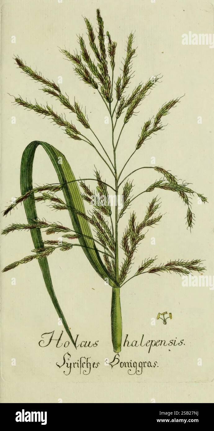 Holcus halepensis hi-res stock photography and images - Alamy