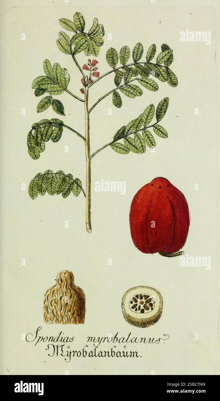 Plantarum indigenarum et exoticarum icones ad vivum coloratae oder ...