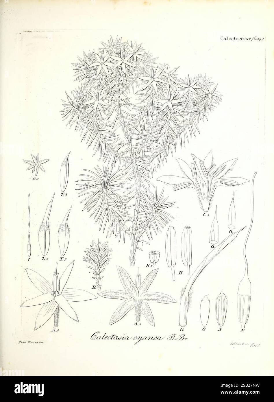 Iconographia generum plantarum, Vindobonae, F. Beck, 1838, botany ...