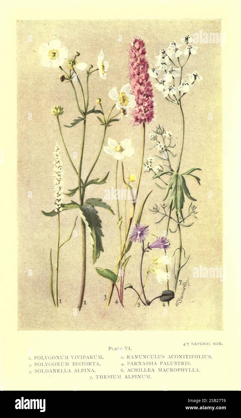 Soldanella alpina recognized hi-res stock photography and images - Alamy