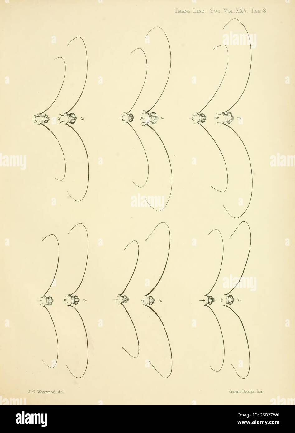 On the phenomena of variation and geographical distribution as ...